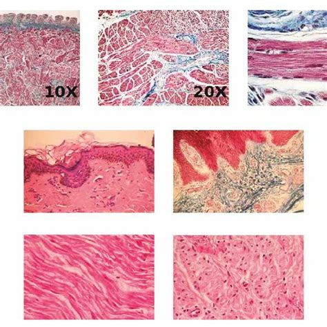 visual variability in histology images 2 first row shows variability