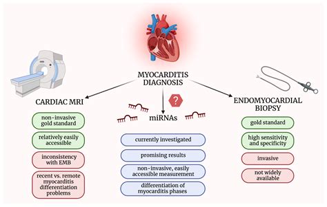 MicroRNAs In Myocarditis Encyclopedia MDPI