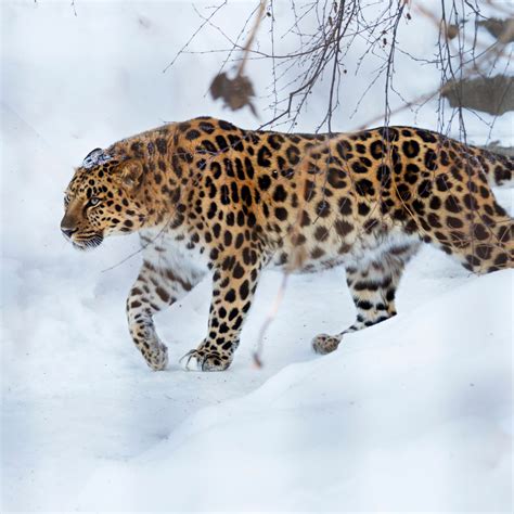 Amur Leopard Habitat