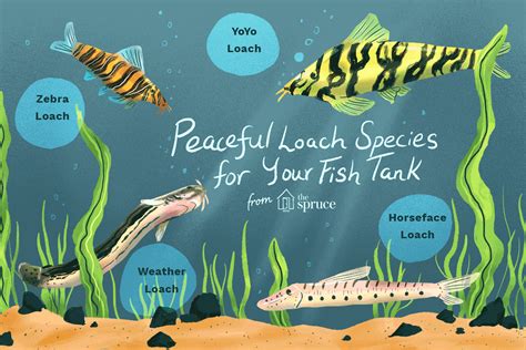 Which Loach Species Is Best For Your Aquarium