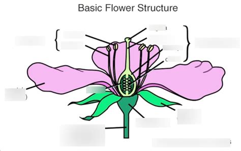 Basic Flower Structure Diagram Quizlet