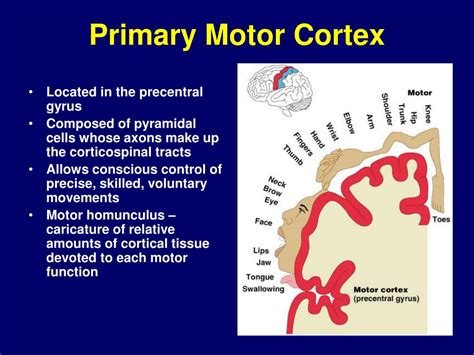 Ppt Neurophysiology Powerpoint Presentation Free Download Id 168209