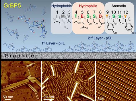 observation of molecular self assembly of peptides and understanding