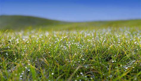 Dew Drops On Lush Green Grass In The Golf Course Stock Image Image Of
