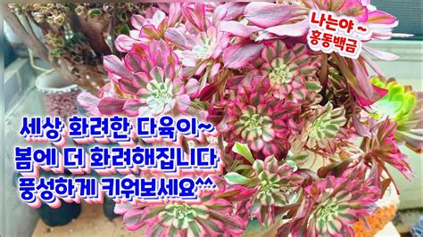 세상 화려한 다육이 ~봄엔 더 화려해집니다 ㅎ 풍성하게 키워보세요 Youtube