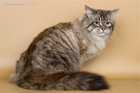 History Of Cattery Siberian And Neva Masquerade Cats And Kittens For