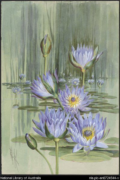 Ellis Rowan Water Lilies Flower Pictures Australian Artists Art