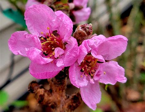 Dwarf Nectarine Tree Uk At Kevin Davidson Blog