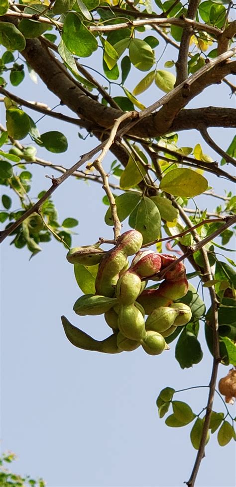 Arbol De Guamuchiles