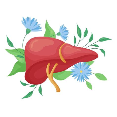 Hepatic Function Vectors And Illustrations For Free Download