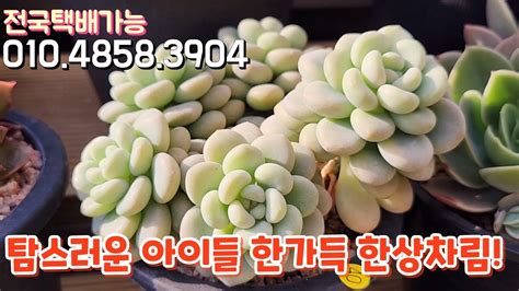 31 분채배송⭐ 탐스러운 아이들 한가득 한상차림 푸시케 아레나스 머니메이커금 말간 퍼플피치 멕시코자이언트 짚시