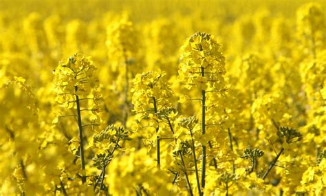 What Are The Pros And Cons Of Genetically Engineered Food
