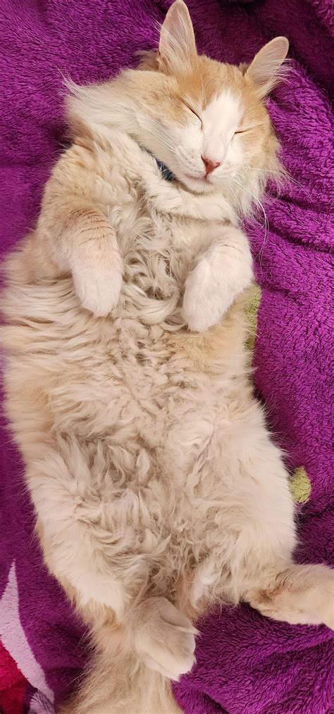 he looks like someting we eat but i don t know what it is r catsbeingcats