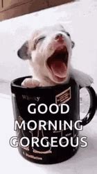 Good Morning Gorgeous S