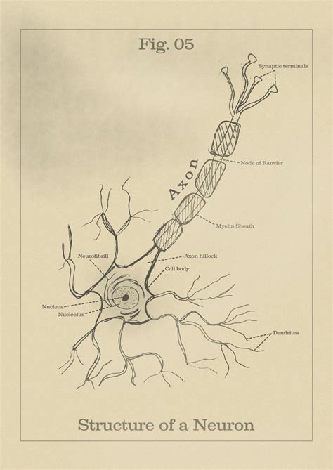 Structure Of A Neuron Vintage Science Textbook Diagram Neuroscience Science Textbook Biology