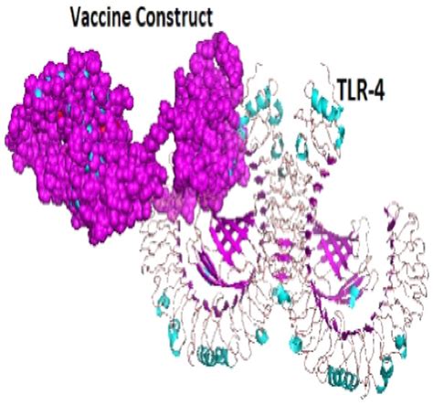 An Immunoinformatics Approach For The Design Of A Multi Epitope Subunit Vaccine For Urogenital