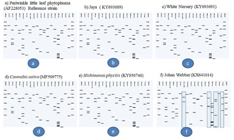 comparison of virtual rflp patterns derived from in silico digestions