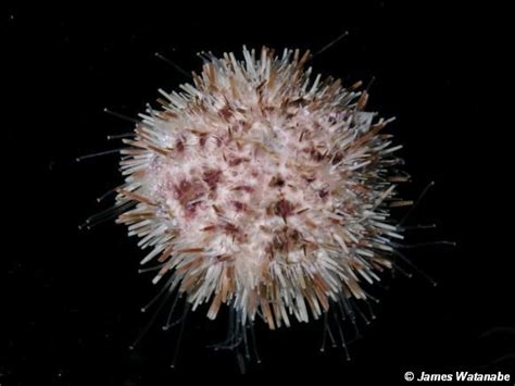 Class Echinoidea Seanet