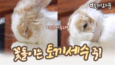 🐰 토끼 키우기 🐰 세수하러 왔다가~🎵 물도 먹고 가지요~🎵 꽃돌이는 토끼세수 중 Youtube