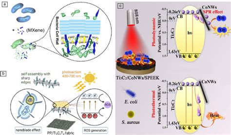 Biomedical Applications Of 2d Mxene Nanocomposites A 47 Off