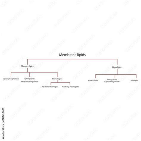 Diagram Showing Classification Of Lipids Storage Lipids Membrane Lipids Including