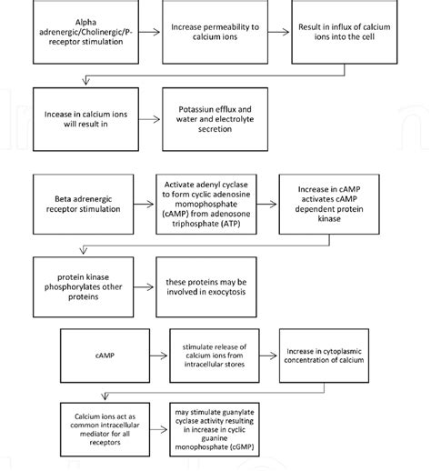 Flowchart Depicting Sequence Of Events Following Neural Stimulation Download Scientific Diagram