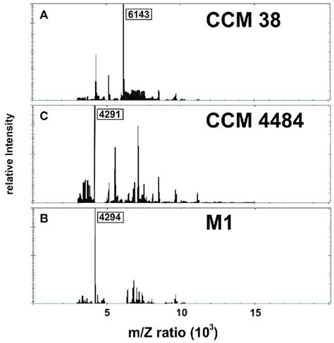 Maldi Tof Spectra Of Representative P Larvae Isolates A Isolate Ccm