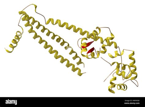 Troponin Structure Of The Human Cardiac Troponin Core Domain 3d