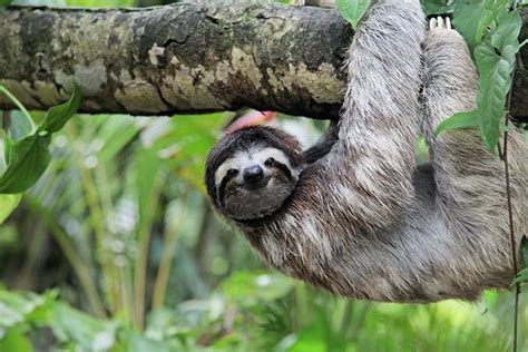 Perezosos En Venezuela Biología Hábitat Y Estrategias De Conservación