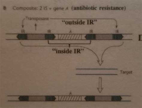 Transposons Plasmids And Conjugation Flashcards Quizlet