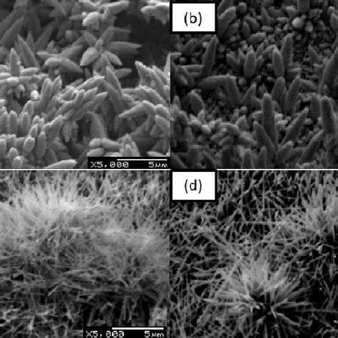 Morphologies Of Zno Nanostructure After Htw At 50°c A 4h B 6h And Download Scientific