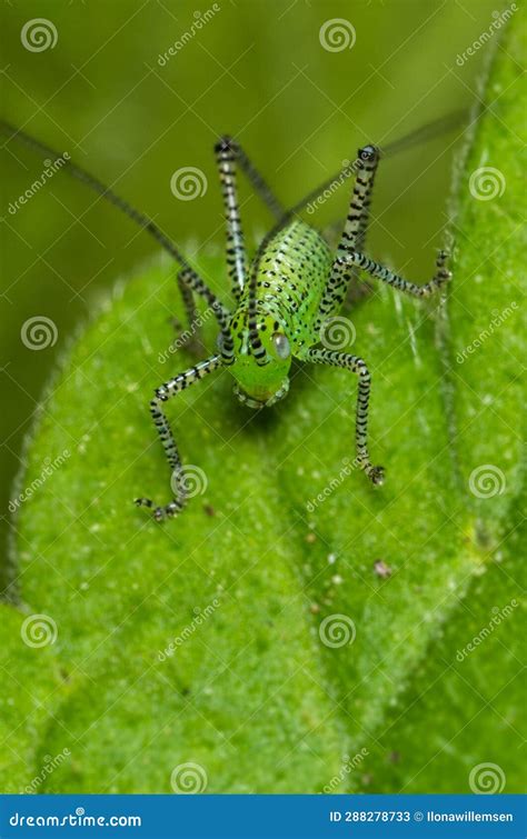 Nymph Shrub Locust Stock Image Image Of Leaf Shrub 288278733