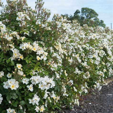Kew Gardens | Roses' Name