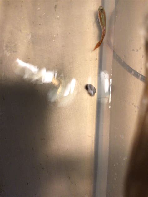 Is This Snail Venomous Rsnails