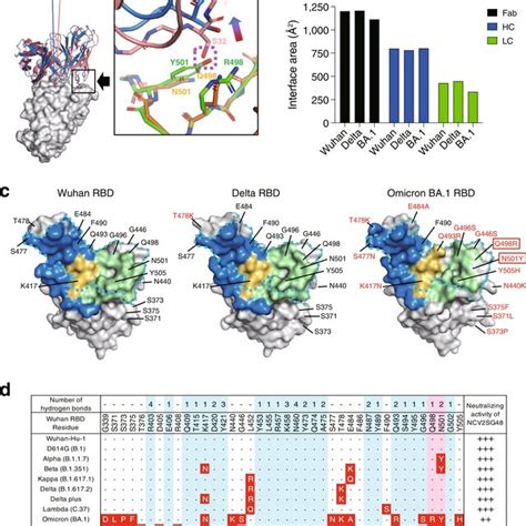 Structural Epitope Map Of Ncv2sg48 And Ncv2sg53 Binding To The Download Scientific Diagram