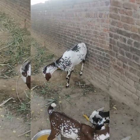 پٹھانی Youtube