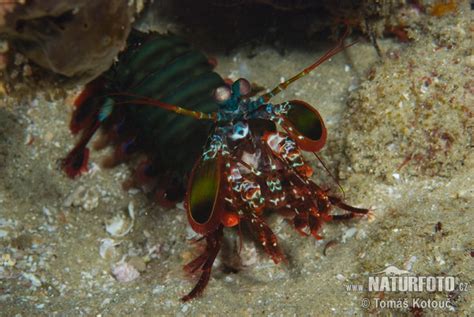 Odontodactylus Scyllarus Pictures Peacock Mantis Shrimp Images Nature Wildlife Photos