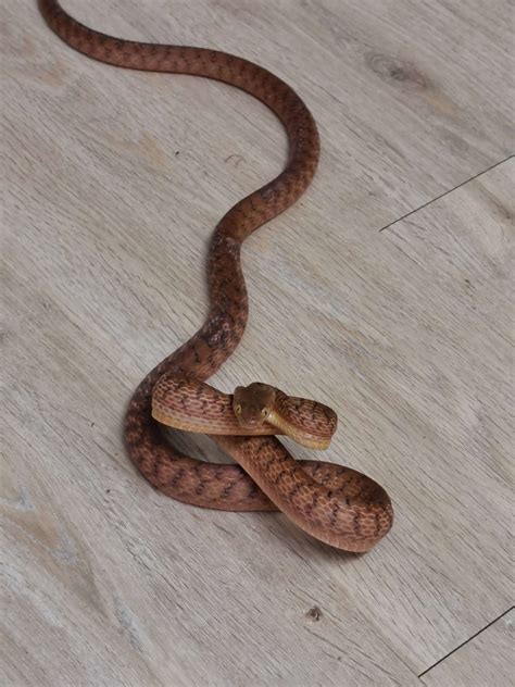 Are Brown Tree Snakes Venomous At Johnathan Olivar Blog