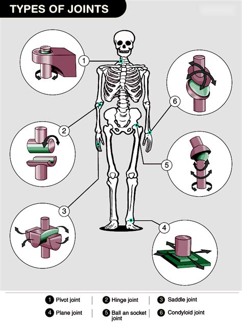 Skeletal System Joints Worksheet