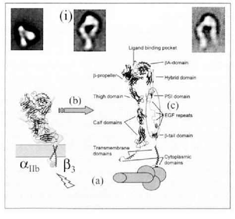 Figure 1 From Structures Of Integrin Domains And Concerted