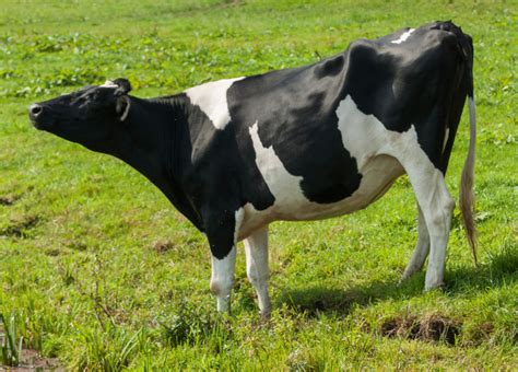 Proof Reliability Providing A Risk Assessment For Each Genetic Evaluation