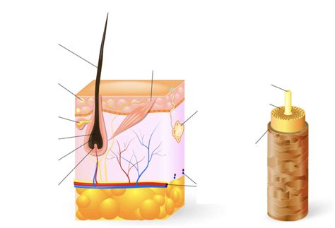 Honors Physiology Integumentary System Hair Anatomy Pt1 Diagram