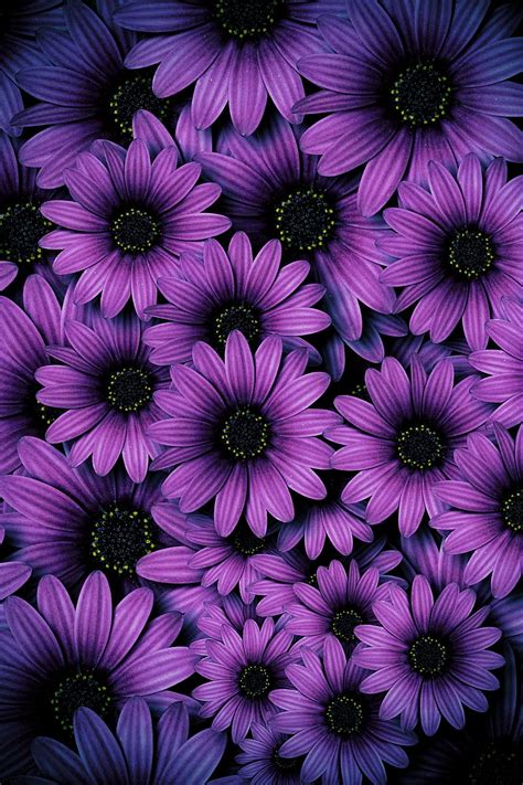 Purple Sunflowers For Pinterest Purple And Sunflower Wedding