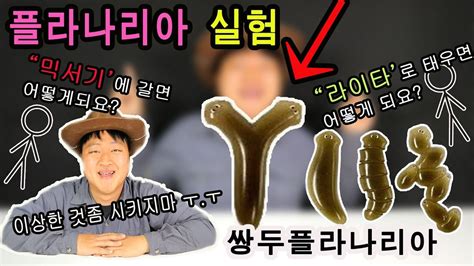 [도깨비] 플라나리아 믹서기에 갈면 어떻게 되요 머리가 두개달린 플라나리아 실험 Youtube
