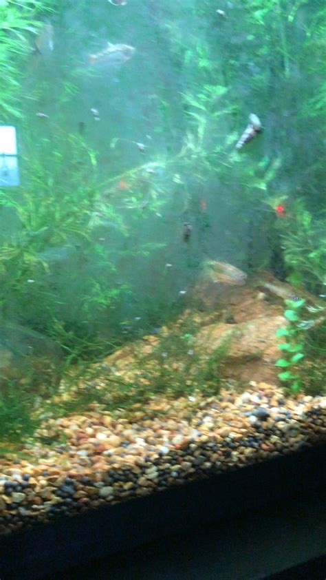 Pardon My Algae Cleaner Fish Died Recently Any Idea Whats Up With