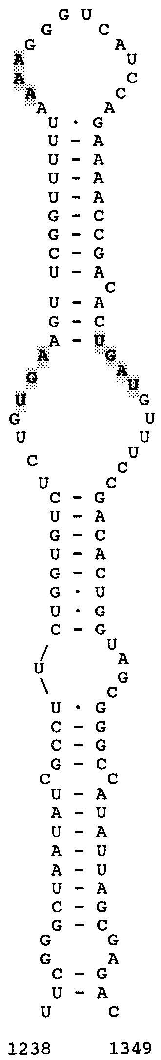 Predicted Stem Loop Structure Of The Secis Element In The Tl31 3utr