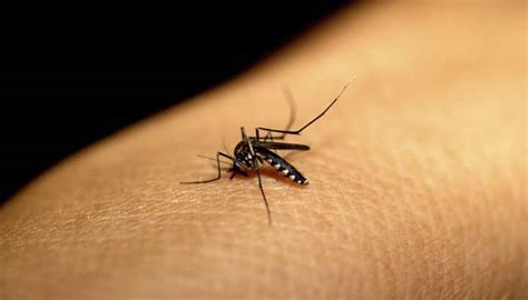Tourniquet Test Recommended For Dengue Self Diagnosis Health News