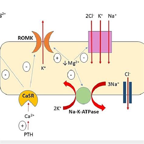 Calcium Magnesium And K Tubular Transport At The Thick Ascending