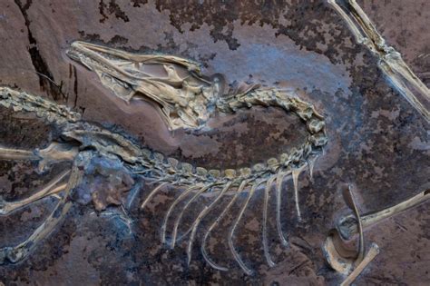 A Rare Archaeopteryx Fossil Was Kept From Scientists For Decades Its First Ever Analysis