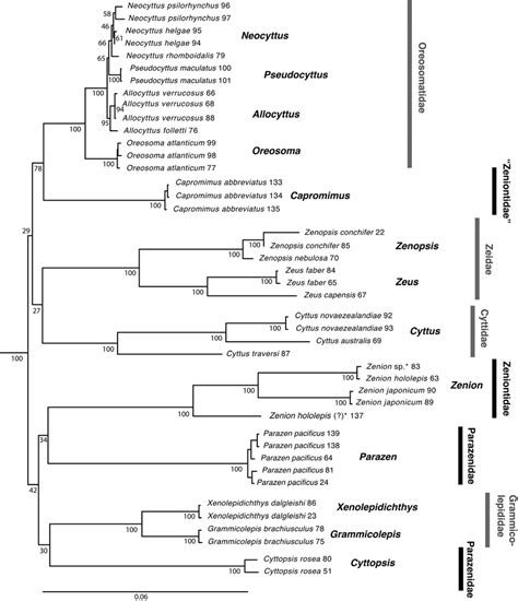 maximum likelihood ml phylogeny of the zeiformes as reconstructed by